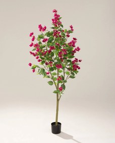 Bugenvilea v květináči 180 cm