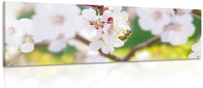 Obraz květy stromu v jarním období Varianta: 120x40