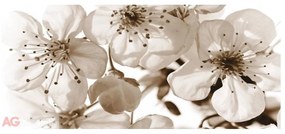 Fototapeta vliesová jednodílná Květy jabloně