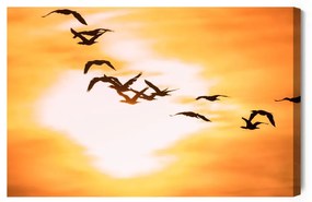 Obraz Ptáci Kormoráni Nedostatek Nedostatek Přírodní plátno 100x70