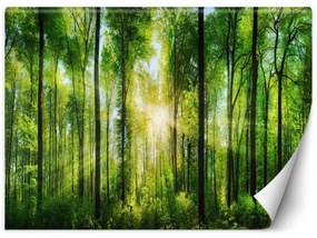 Fototapeta, Sluneční paprsky v lese - 368x254 cm