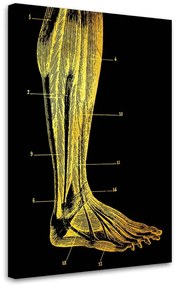 Gario Obraz na plátně Zlatá anatomie, noha - Gab Fernando Rozměry: 40 x 60 cm