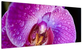 Obraz orchideje (100x40cm)