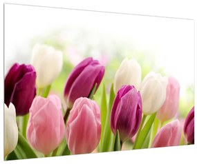 Obraz pučících tulipánů (90x60 cm)