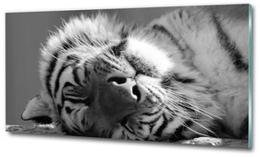 Wallmuralia Foto obraz sklo tvrzené Spící tygr 100x50