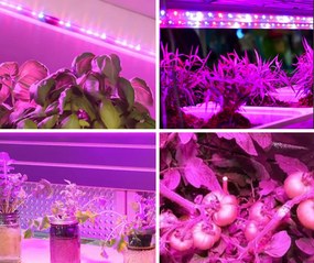 T-LED LED pásek 12W/m 12V bez krytí IP20 pro rostliny 078081