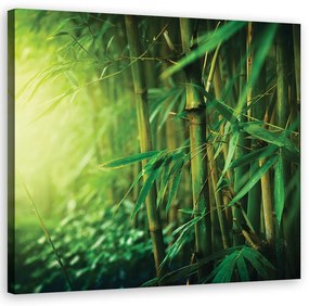 Obraz na plátně, Džungle bambus - 40x40 cm
