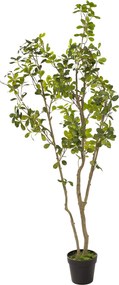 Strom Livo v květináči 180 cm