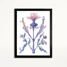Filip Šenkeřík | Centaurea Rám: Černý, Velikost: 40 x 30 cm