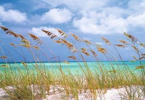 Komar Ocean Breeze, National Geographic fototapeta, 8D 515, 368 x 254cm