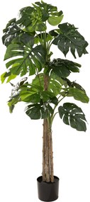 Monstera v květináči 145 cm