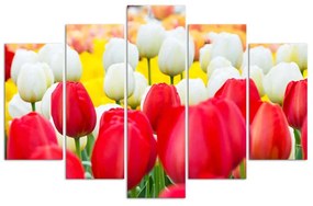 Gario Obraz na plátně Bílé a červené tulipány - 5 dílný Rozměry: 100 x 70 cm