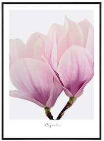 Iconic Magnolia - 30x40 cm Obraz