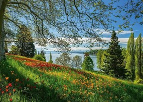 Puzzle schimdt puzzle kvetoucí tulipány na ostrově mainau 1000 dílků