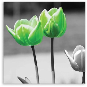 Gario Obraz na plátně Zelené tulipány v šedé barvě Rozměry: 30 x 30 cm