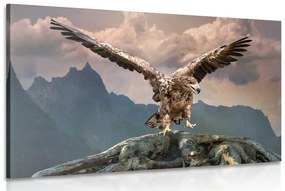 Obraz orel s roztaženými křídly nad horami Varianta: 90x60