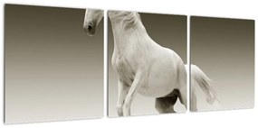 Obrazy bílého koně