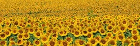 Fototapeta na linku Sunflowers 180 x 60 cm KI180-030