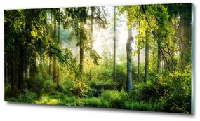 Wallmuralia Foto obraz fotografie na skle Ranní slunce les 100x50