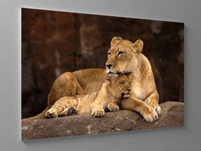 Liox Obraz lvice se lvíčetem Rozměr: 100 x 65 cm