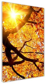 Wallmuralia Vertikální Fotoobraz na skle Podzimní strom 50x100