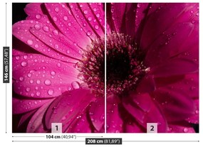 Fototapeta Fialová Gerbera 104x70