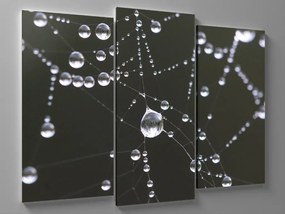 Liox OBRAZ MAKRO KAPKY V PAVUČINĚ Rozměr: 150 x 100 cm