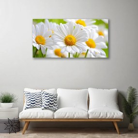 Obraz na plátně Sedmikrásky Rostlina Příroda 140x70 cm
