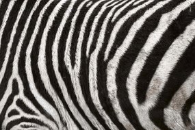 DIMEX | Samolepicí vliesová fototapeta na zeď Textura zebry MA-5-2586 | 375 x 250 cm | bílá, černá