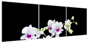 Obraz orchideje (150x50 cm)