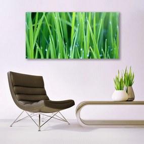 akrylový obraz Tráva Kapky Rostlina Příroda 120x60 cm