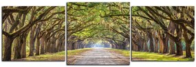 Obraz na plátně - Historické dubové stromy lemované polní cestou - panoráma 5239D (120x40 cm)