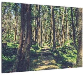 Skleněný obraz cesty mezi stromy (70x50 cm)