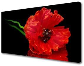 Obraz na plátně Květ Mák Rostlina Příroda 125x50 cm