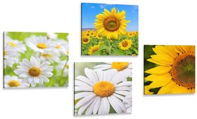 Set obrazů nádherné květiny na louce Varianta: 4x 60x60