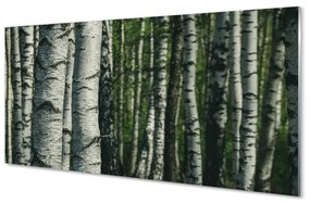 Obraz na skle březového lesa 125x50 cm