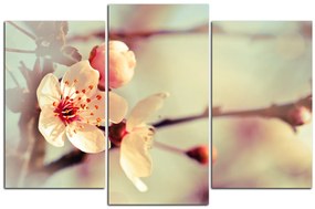 Obraz na plátně - Květ třešně 158C (105x70 cm)
