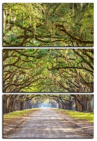 Obraz na plátně - Historické dubové stromy lemované polní cestou - obdélník 7239B (105x70 cm)
