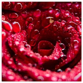 Obraz květu červené růže (30x30 cm)