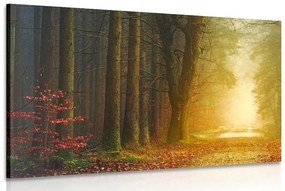 Obraz cesta v lese - 120x80 cm