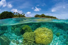 Pětidílná vliesová fototapeta Korálový útes, rozměr 375x250cm, MS-5-0200