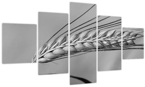 Obraz - Pšenice, černobílá (125x70 cm)
