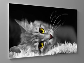 Liox Černobílý obraz kočka Rozměr: 150 x 100 cm