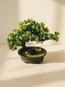 Sinsay - Dekorační rostlina bonsai v květináči - zelená