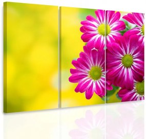 Malvis ® Vícedílný obraz - Chryzantémy Velikost: 150x100 cm
