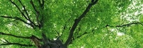 DIMEX | Fototapeta do kuchyně Koruny stromů KI-180-046 | 180 x 60 cm | zelená, hnědá