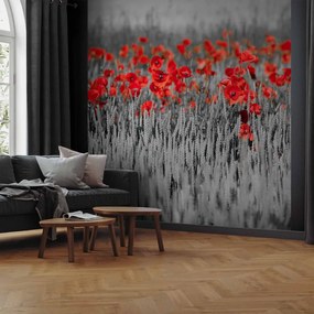 Fototapeta Makové na černo-bílém zrní - kontrastní záběr červených květů