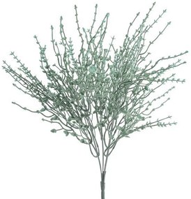 drobnolistá rostlina - zelenošedá