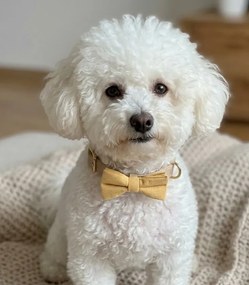 Pet Amour Motýlek na obojek pro psy žlutý Velikost: S