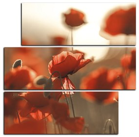Obraz na plátně - Máky na slunci - čtverec 393FD (105x105 cm)